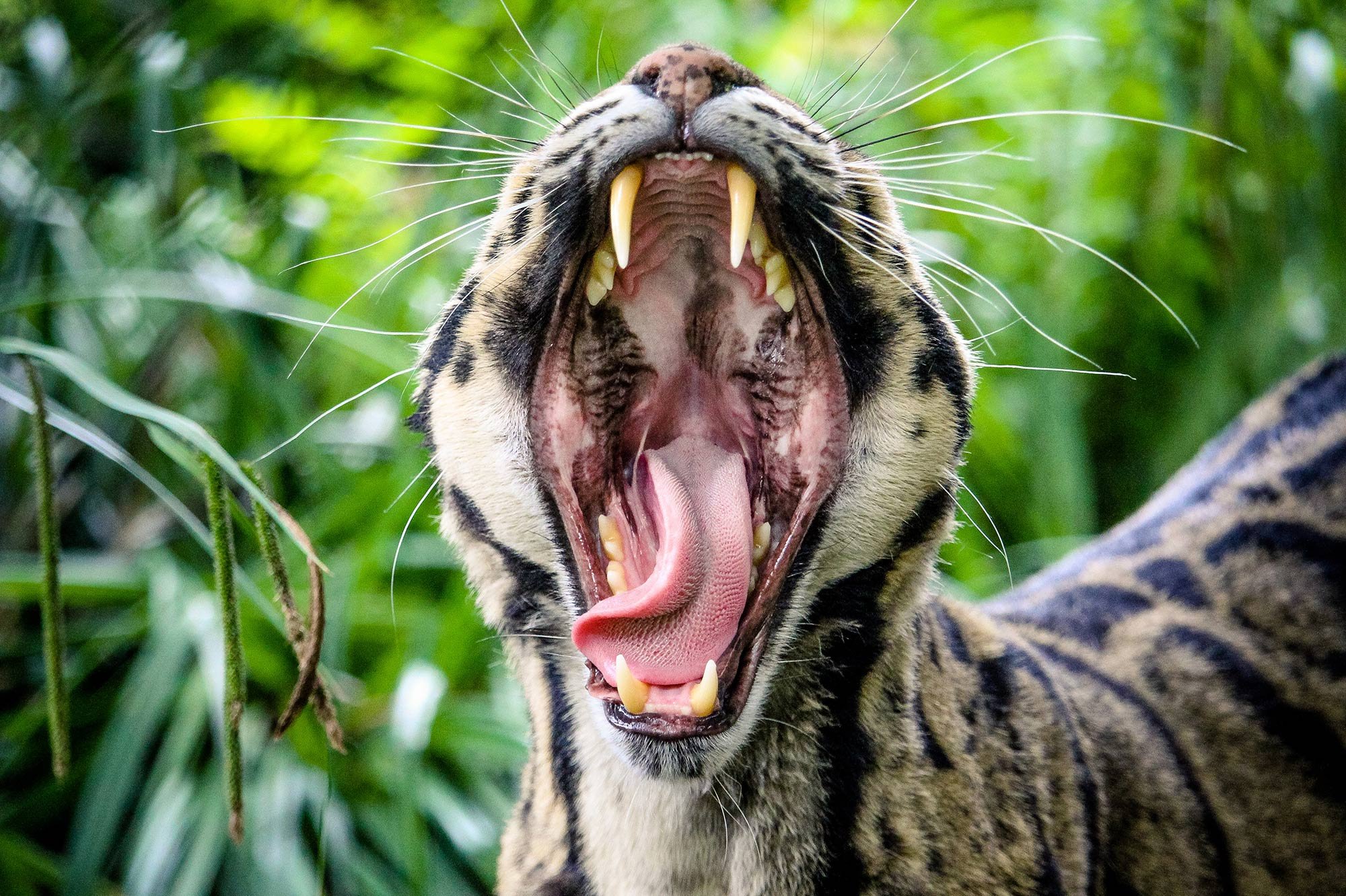 Species Spotlight Clouded Leopard